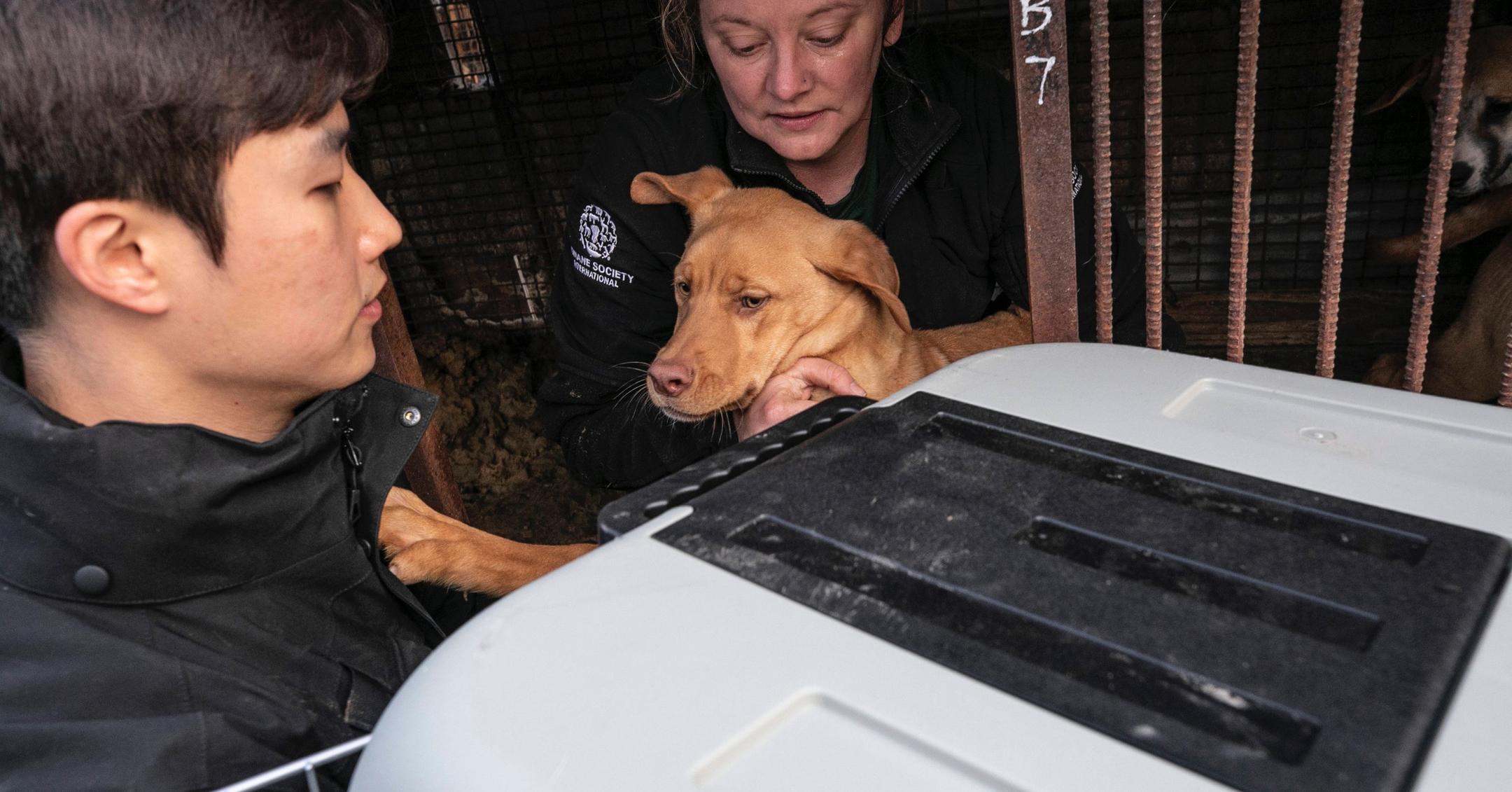 What Does Dog Meat Taste Like? How People Have Said It Tastes