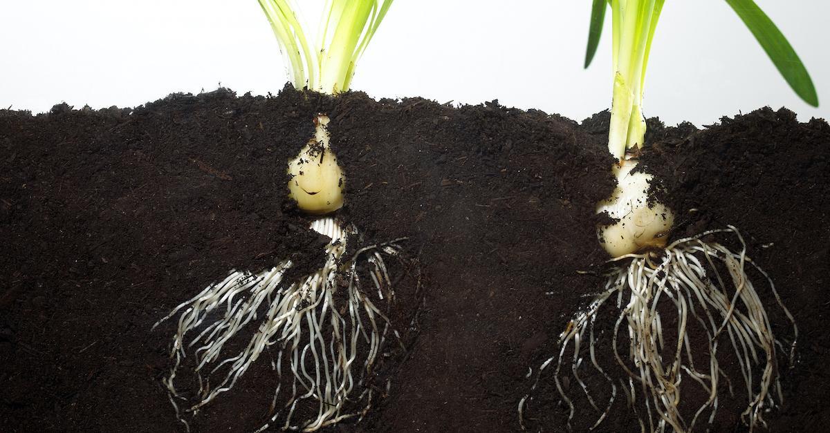 Soil vs. Dirt: The Differences, According to Soil Scientists
