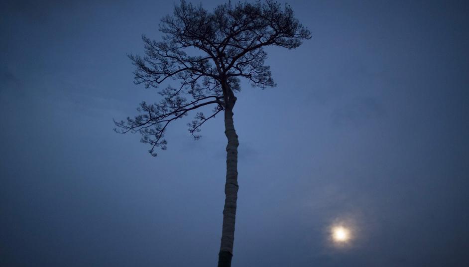 How Do Trees Make Oxygen? Photosynthesis Is Essential