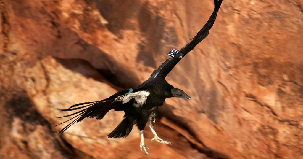 California's Condor Population Is Making a Comeback From Endangerment