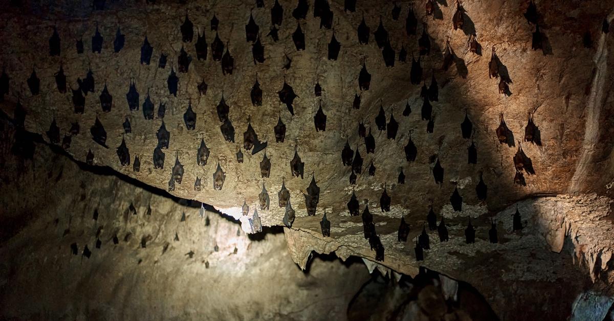 Do Bats Migrate in Winter? It Depends on the Bat