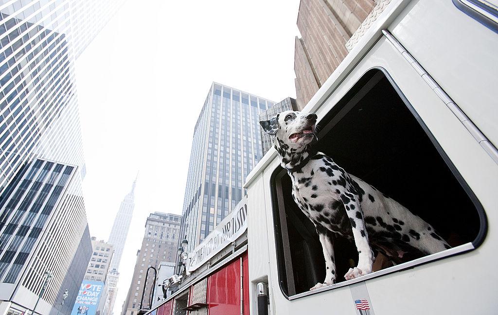 Dalmatians as Firefighter Companions: A Detailed History