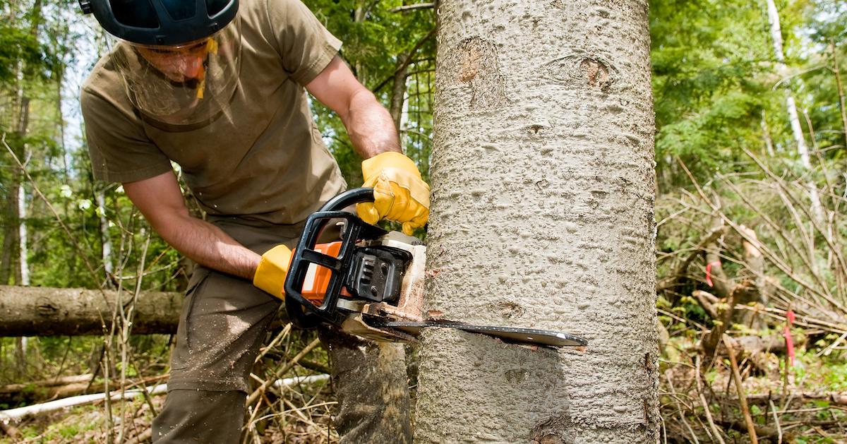 Forest Thinning — What the Process Is, and Why It’s Controversial