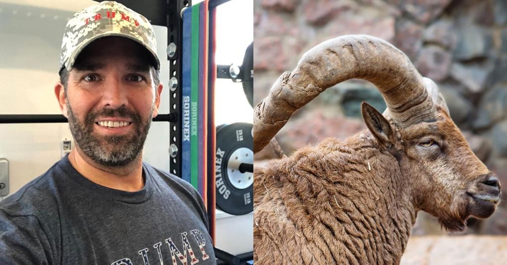 Donald Trump Jr. Is Hunting Endangered Sheep Using Taxpayers' Money