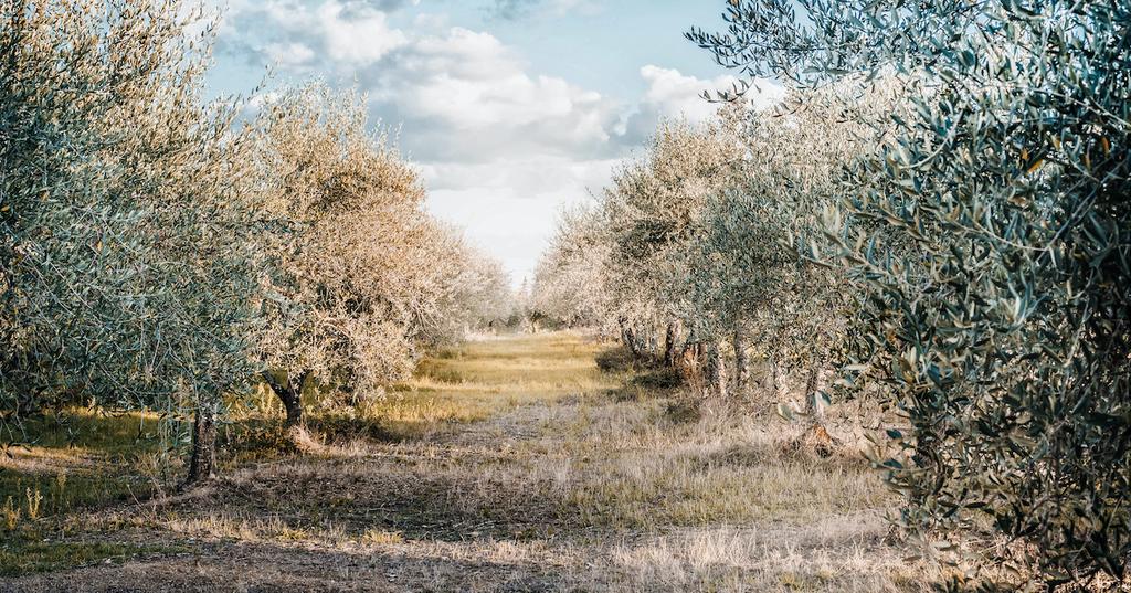 What Is Alley Cropping? Behind the Sustainable Farming Method