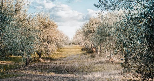 What Is Alley Cropping? Behind the Sustainable Farming Method