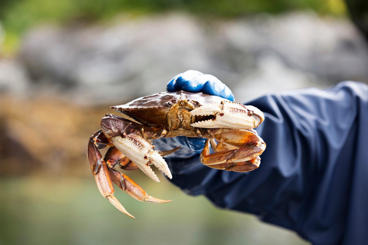 Pacific Ocean Is Becoming so Acidic That Crab Shells Are Dissolving