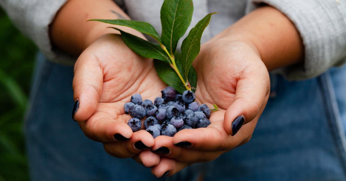 Do the Little Blueberries on Pines Taste Good? Experts Say...
