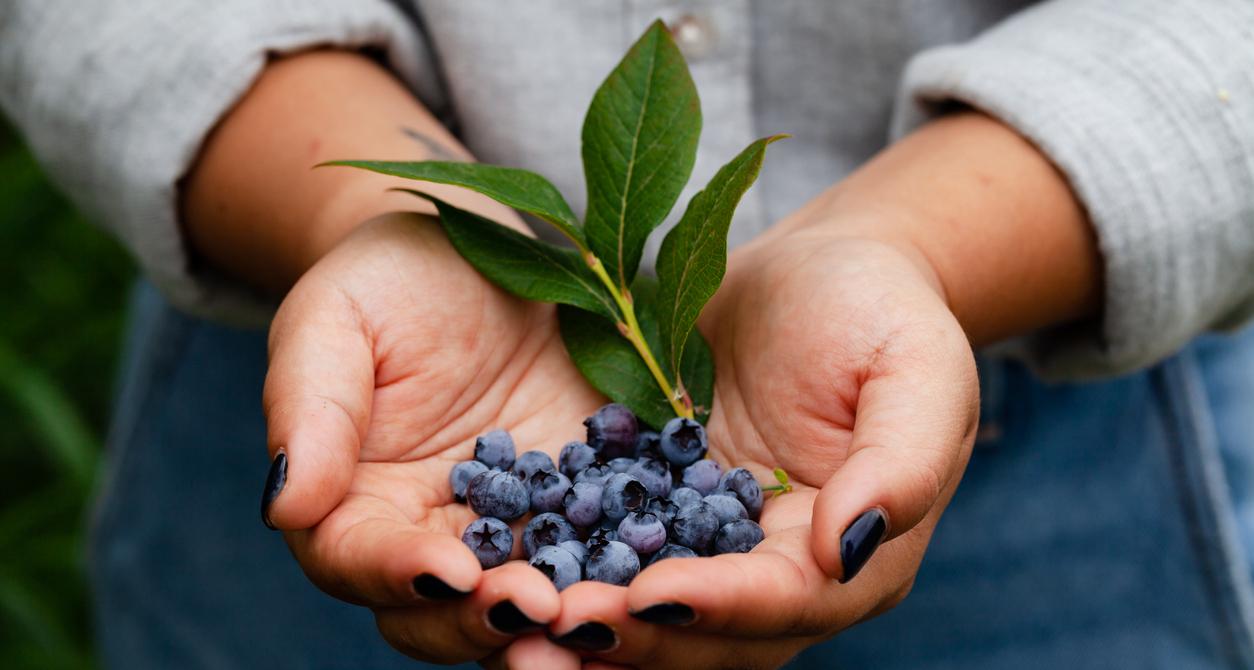 Do the Little Blueberries on Pines Taste Good? Experts Say...