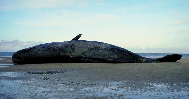 200 Whales Beached on Australian Coast — But Only 32 Were Saved