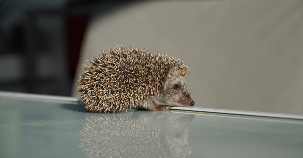 Would a Hedgehog Make a Good Family Pet in Your Home?