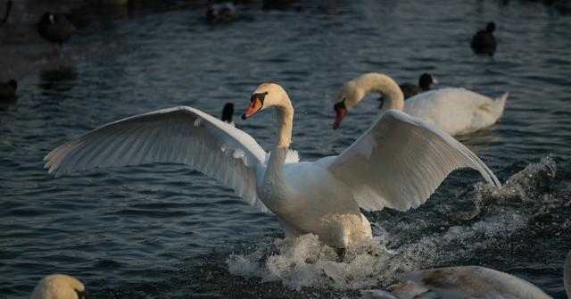 Why Are Swans so Mean? These Beautiful Birds Are Territorial
