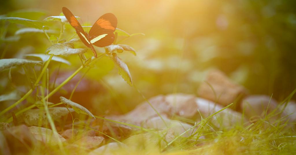 Sustainable Farm Animals to Keep in Your Backyard, as Natural Gardeners