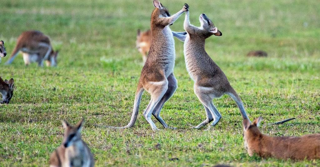 Why Are Kangaroos so Buff? Here's What to Know About Them