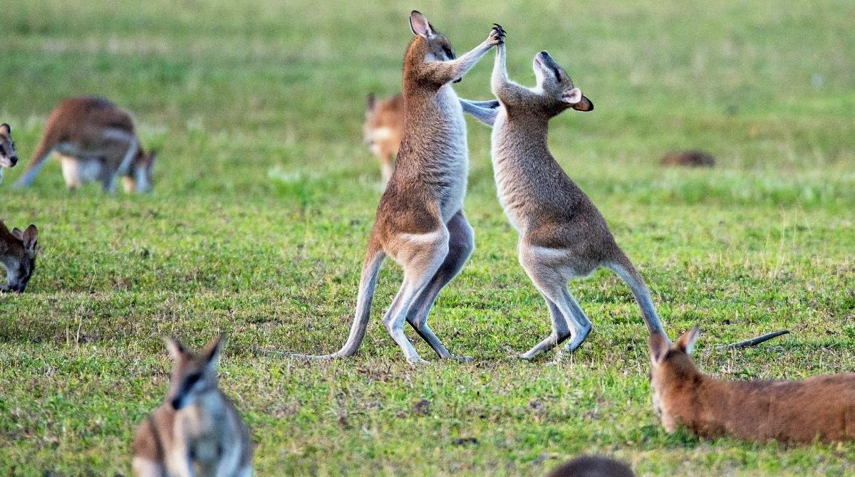 Why Are Kangaroos so Buff? Here's What to Know About Them