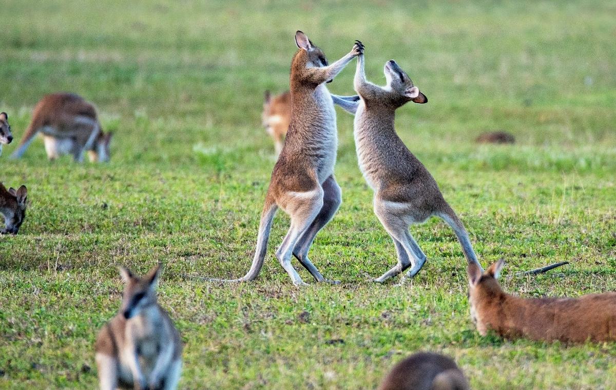 Why Are Kangaroos so Buff? Here's What to Know About Them