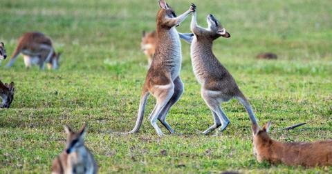 Why Are Kangaroos so Buff? Here's What to Know About Them