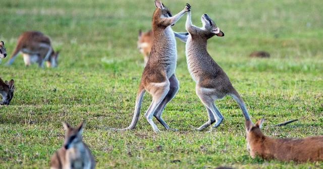 Why Are Kangaroos so Buff? Here's What to Know About Them