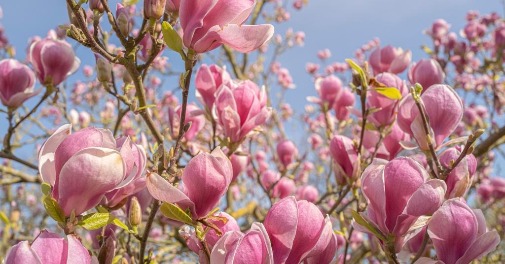 Magnolia Flower Meaning: Luck, Longevity, and Endurance