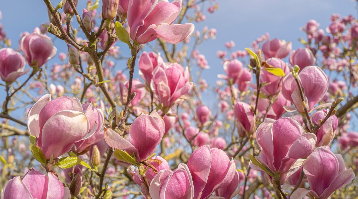 Magnolia Flower Meaning: Luck, Longevity, and Endurance