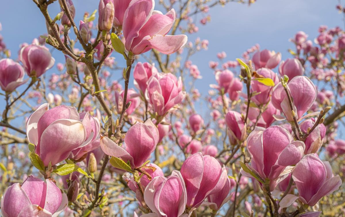 Magnolia Flower Meaning: Luck, Longevity, and Endurance