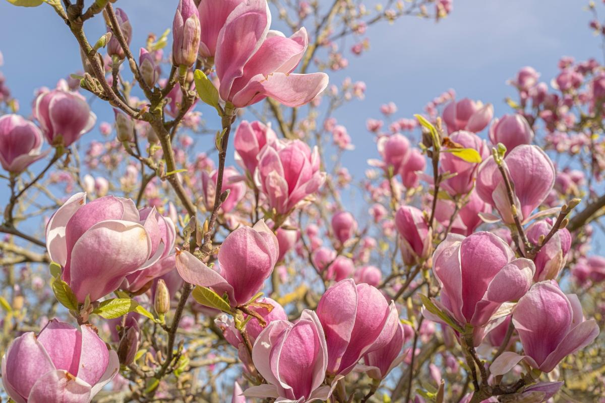 Magnolia Flower Meaning: Luck, Longevity, and Endurance