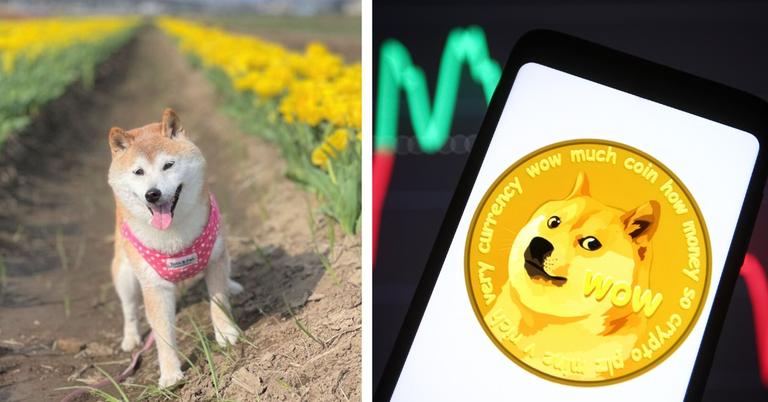 Kabosu, the Shiba Inu Of "Doge" Meme Fame, Has Died at 18