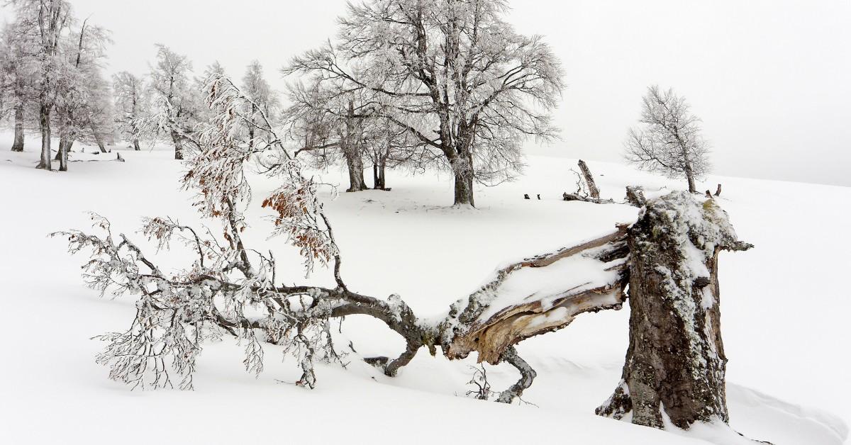 Fact Check: Is Extreme Cold Exploding Trees Across the US?
