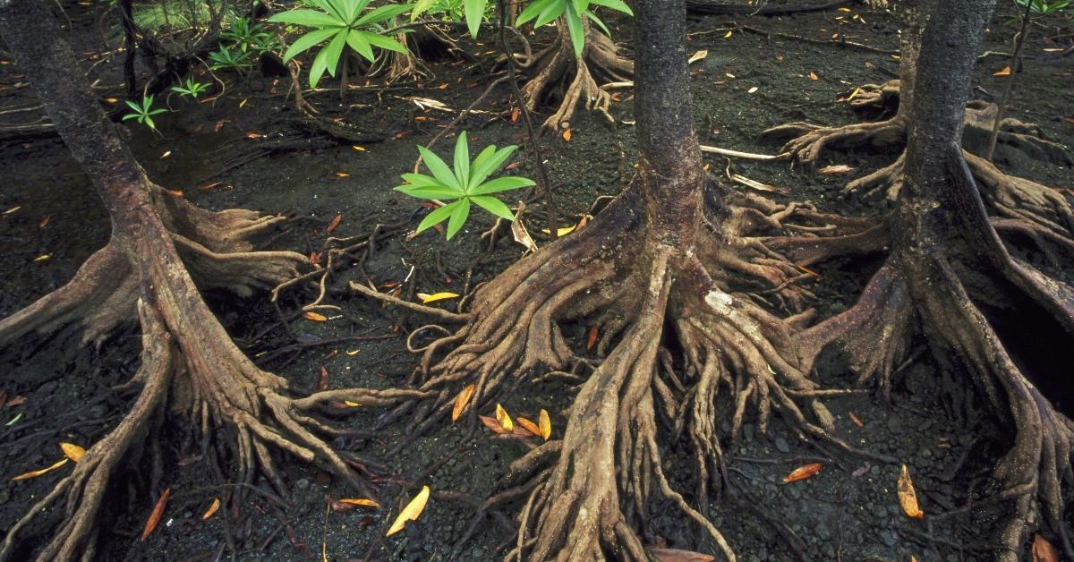 How Does Climate Change Affect Biodiversity in Marine Ecosystems?