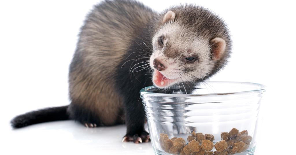 How Long Do Ferrets Live? Exploring Ferrets as Pets
