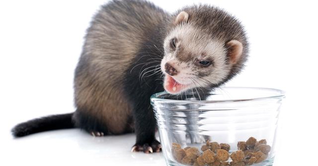 How Long Do Ferrets Live? Exploring Ferrets as Pets