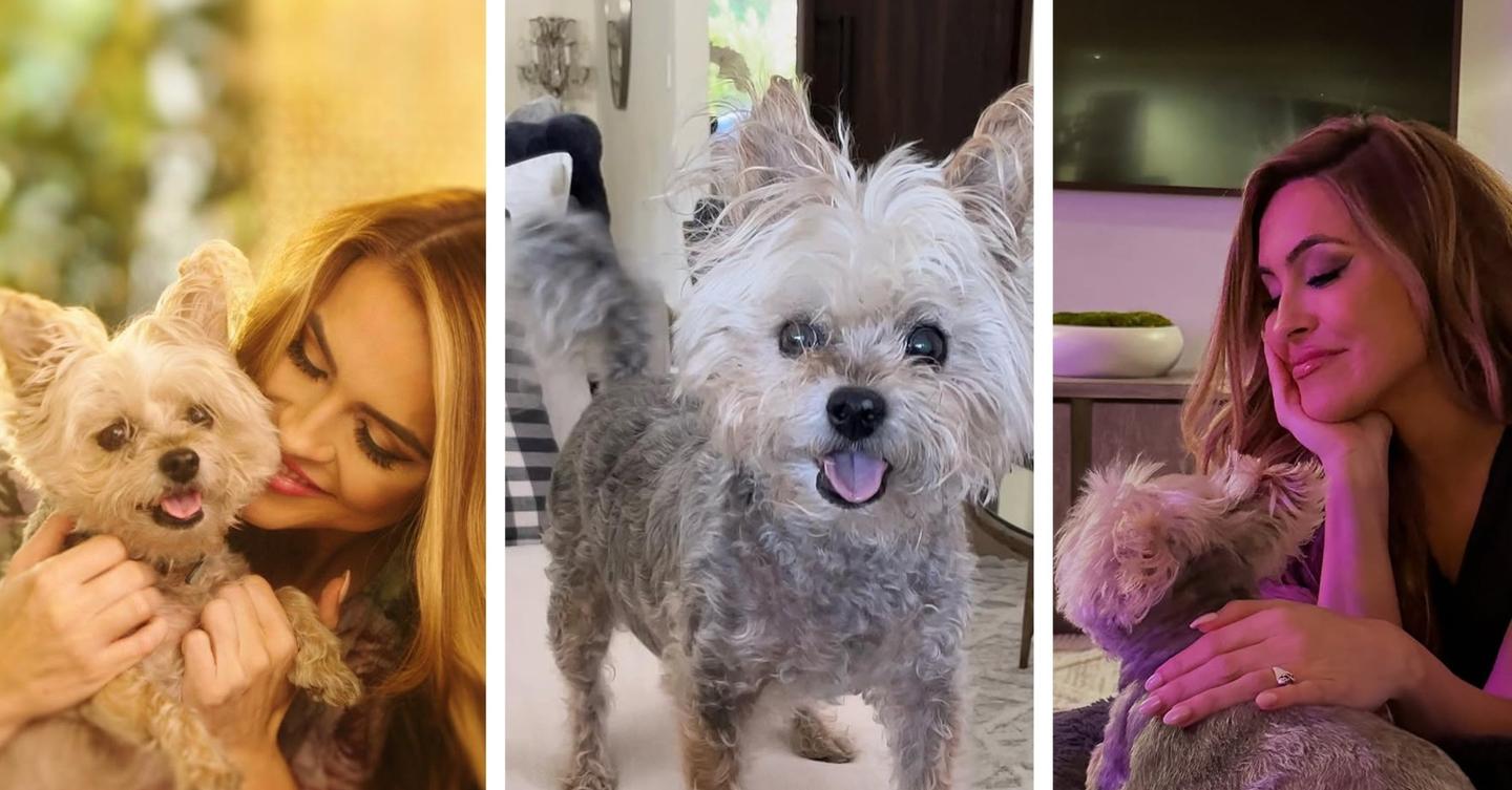 What Happened to Chrishell Stause's Dog Gracie?
