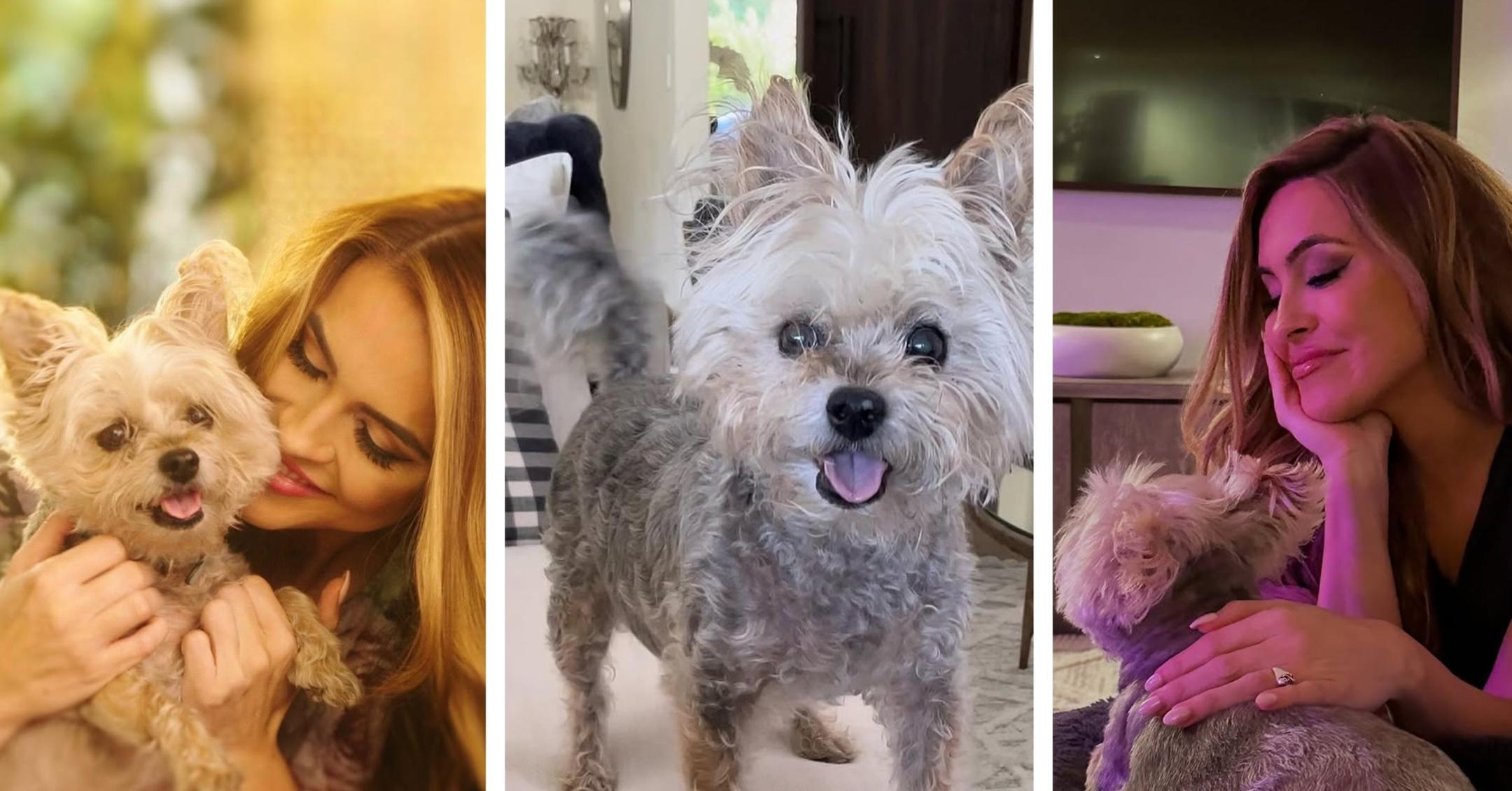 What Happened to Chrishell Stause's Dog Gracie?