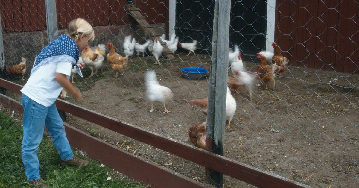 Bird Flu's Origin Story — Where It Came From, and Where It Is Now