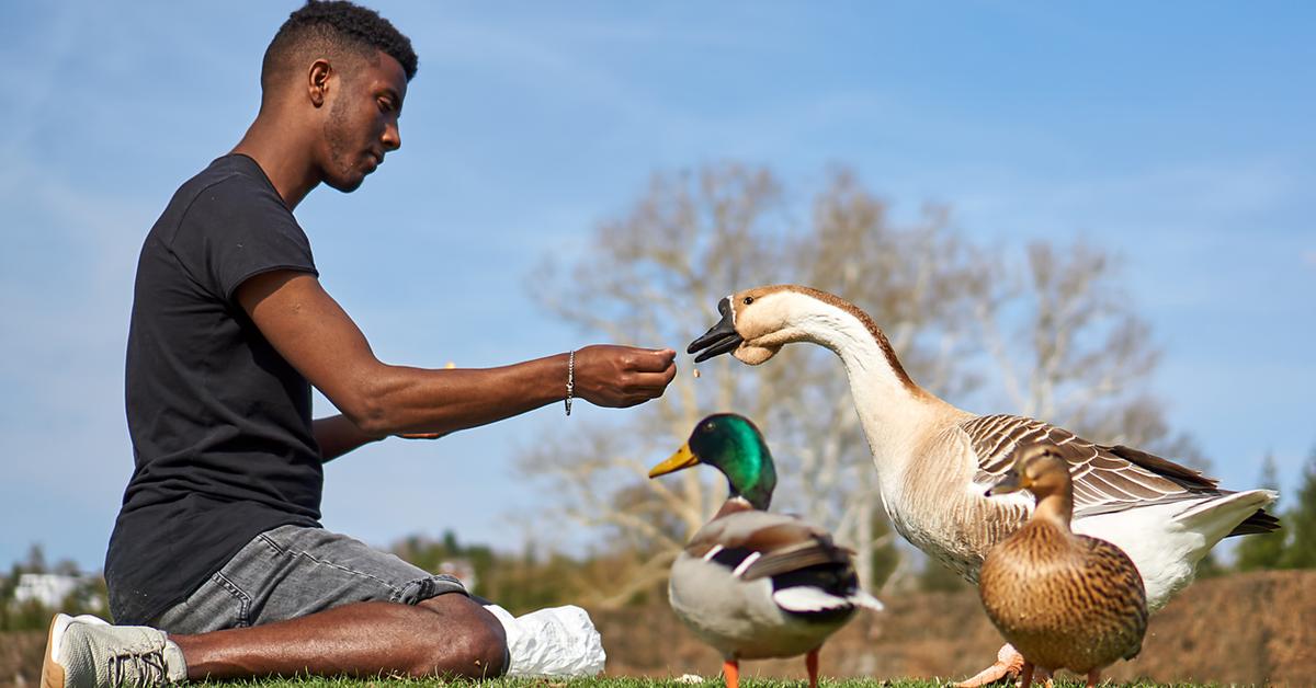What Do Geese Eat? They Live on Grass, Grains, and More
