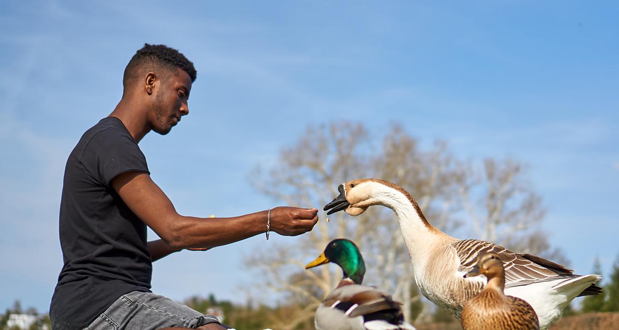 What Do Geese Eat? They Live on Grass, Grains, and More