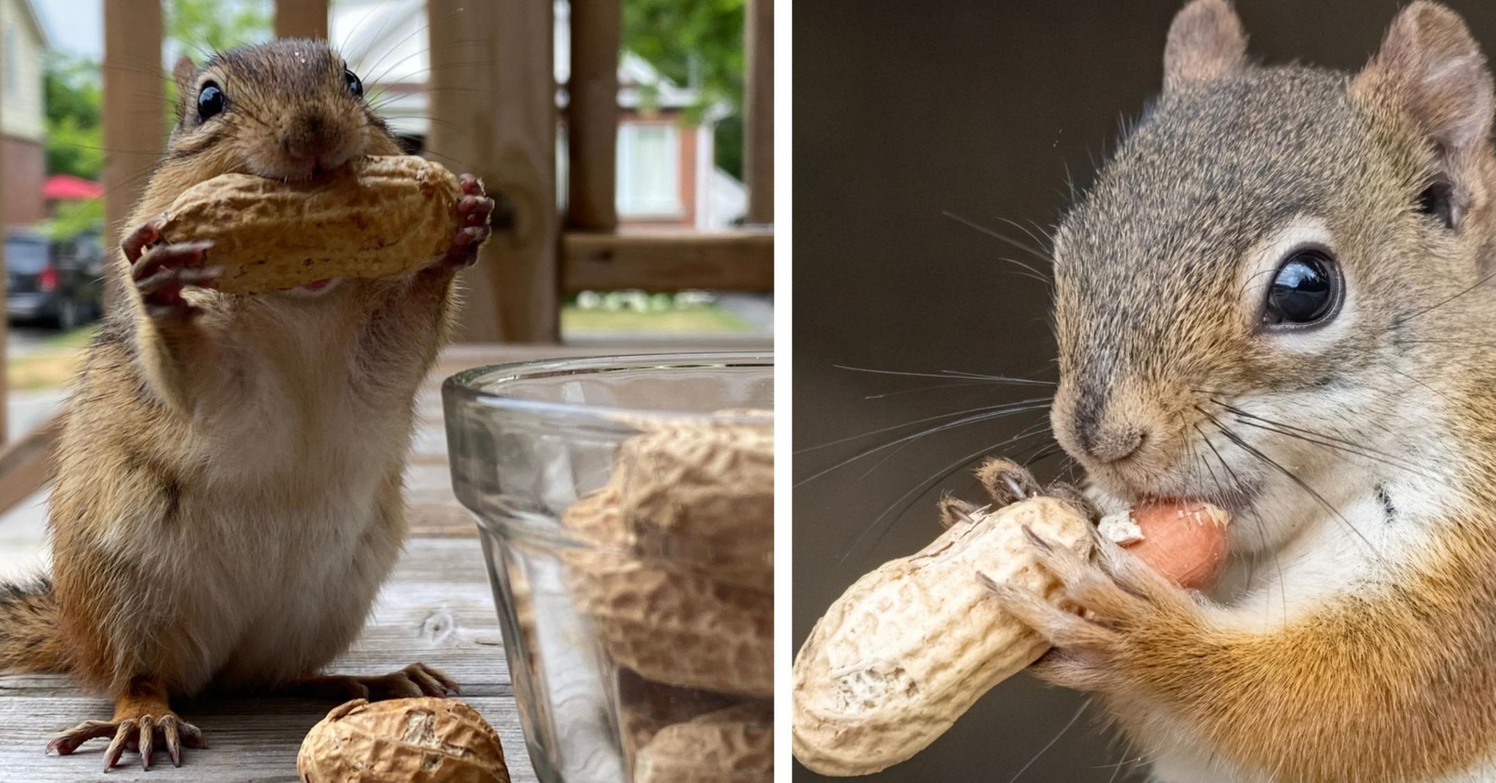 Can You Eat Peanuts With Their Shells Still On?