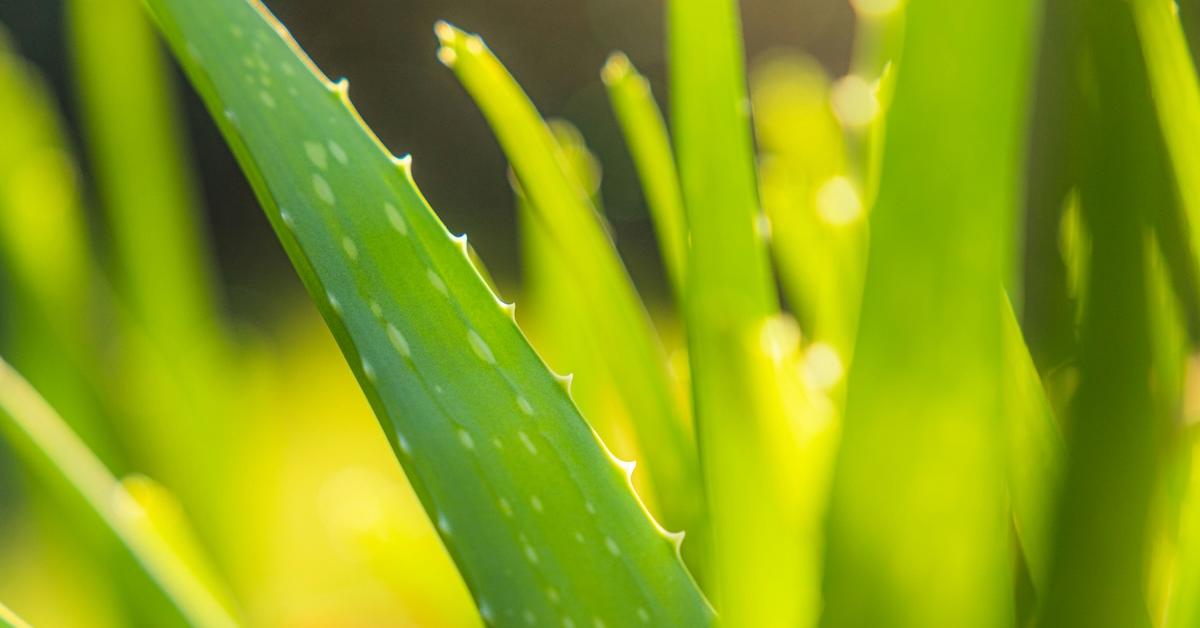 How to Effectively Stop Mealy Bugs on Aloe Vera Without Pesticides