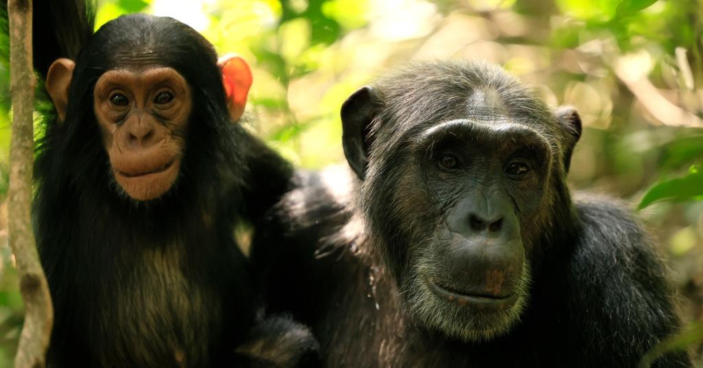 What Is Netflix's 'Chimp Empire' About? Director Explains Docuseries