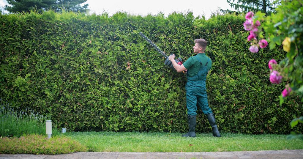Discover the Many Benefits of Planting a Hedge Row