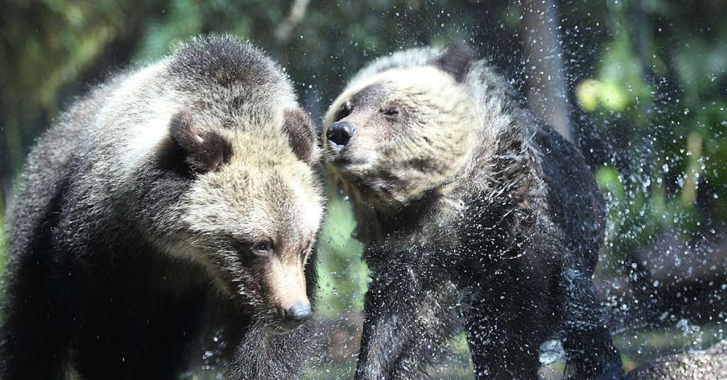 What's the Difference Between Black Bears vs. Grizzly Bears?