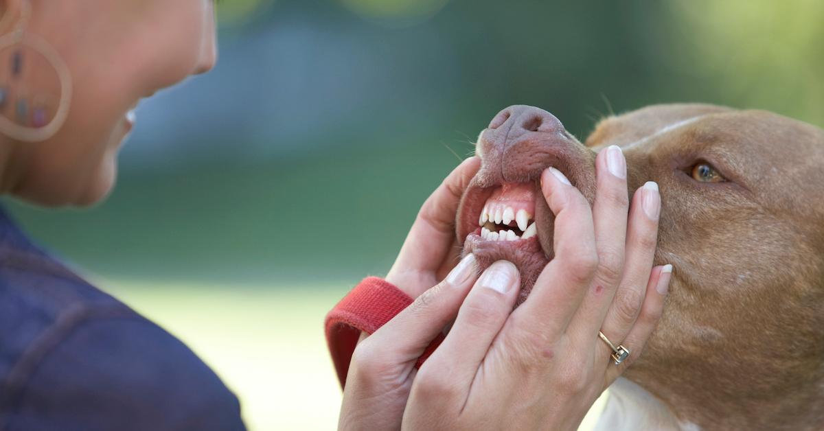 Dog Dental Care Tips for Pet Parents