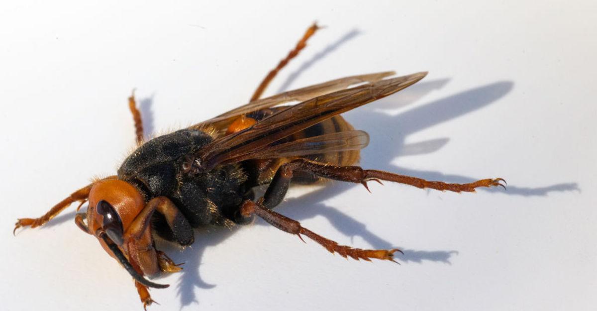 What States Are Murder Hornets in? Here's What You Should Know