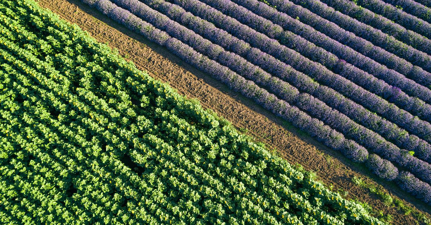 Monocropping – What Is It and How It’s Hurting the Environment