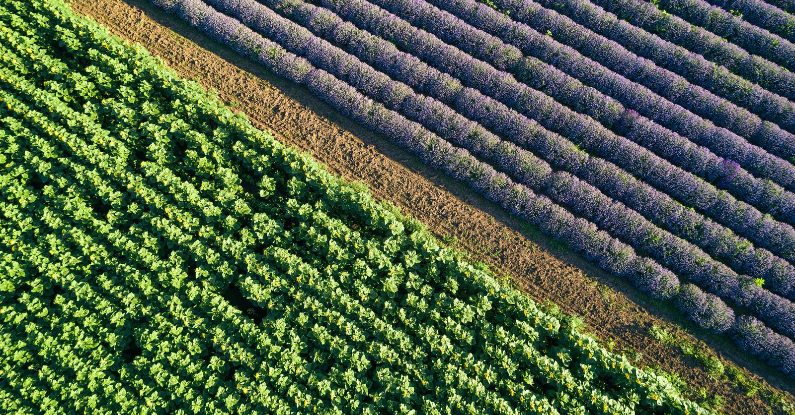Monocropping – What Is It and How It’s Hurting the Environment