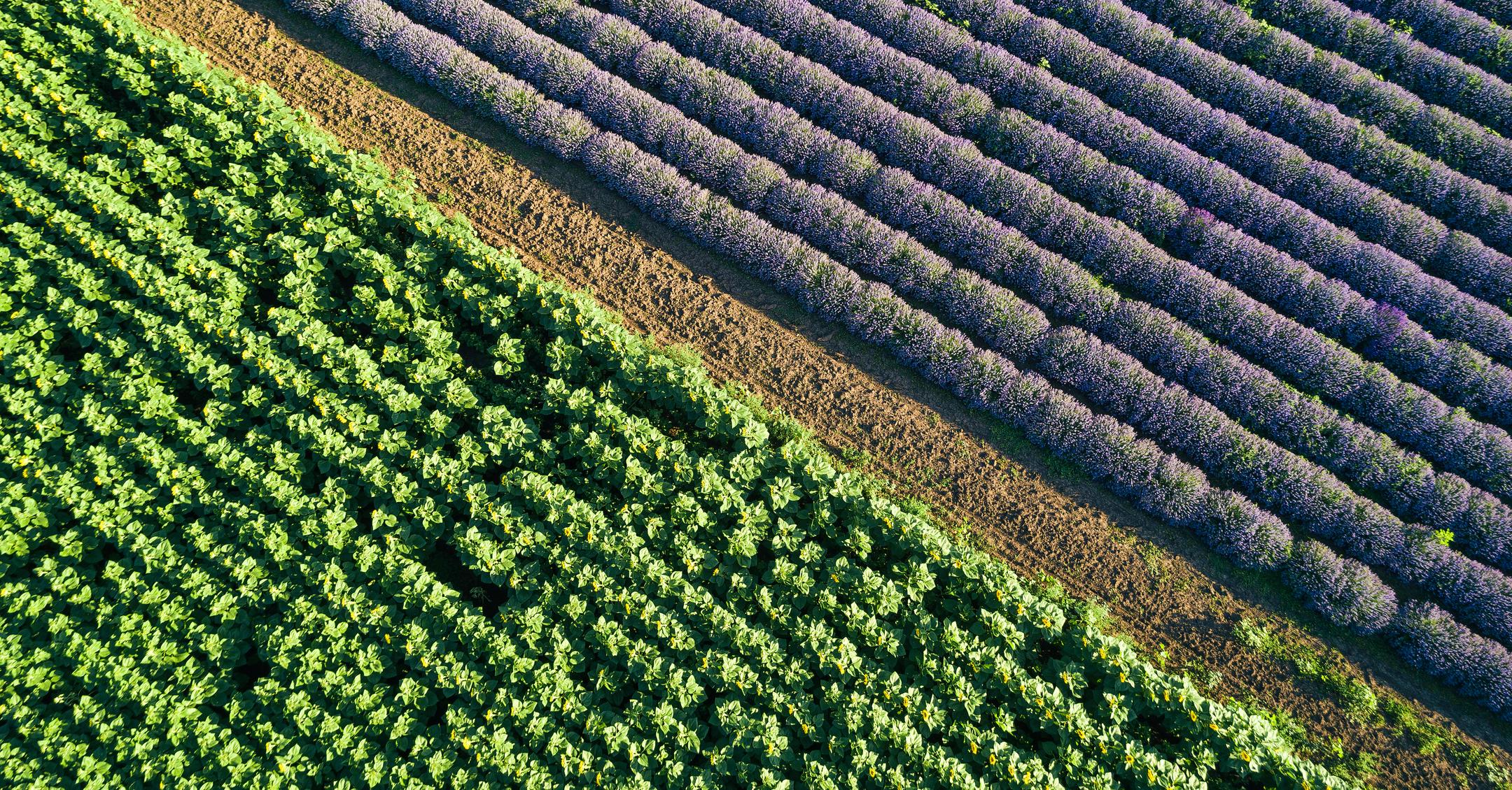 Monocropping – What Is It and How It’s Hurting the Environment