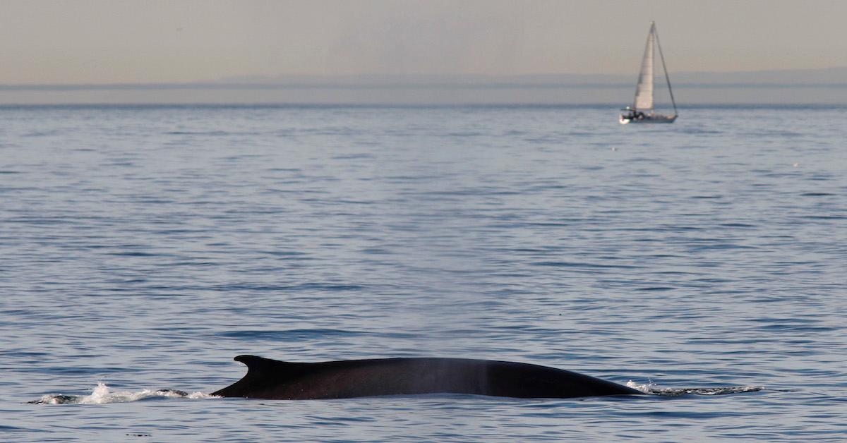 Fin Whales Are Making a Comeback, After Populations Suffered for So Long