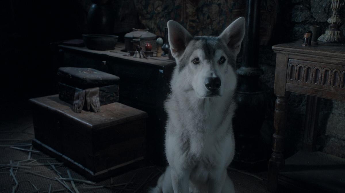 Why Did Dire Wolves Go Extinct? Plus, Just How Big Were They?