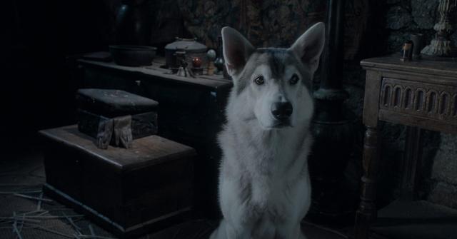 Why Did Dire Wolves Go Extinct? Plus, Just How Big Were They?