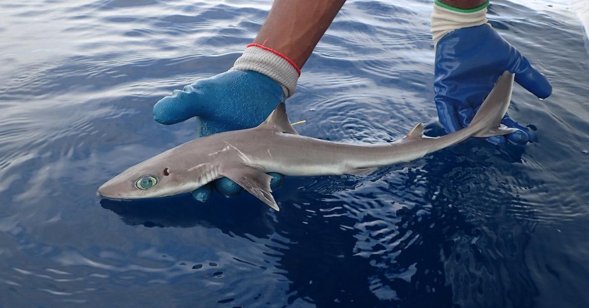 Just in Time for Shark Week, Scientist Discover a New Shark – The ...